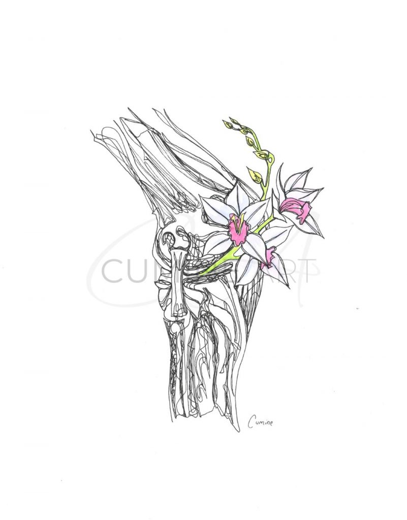 Knee Jerk Cumine Art